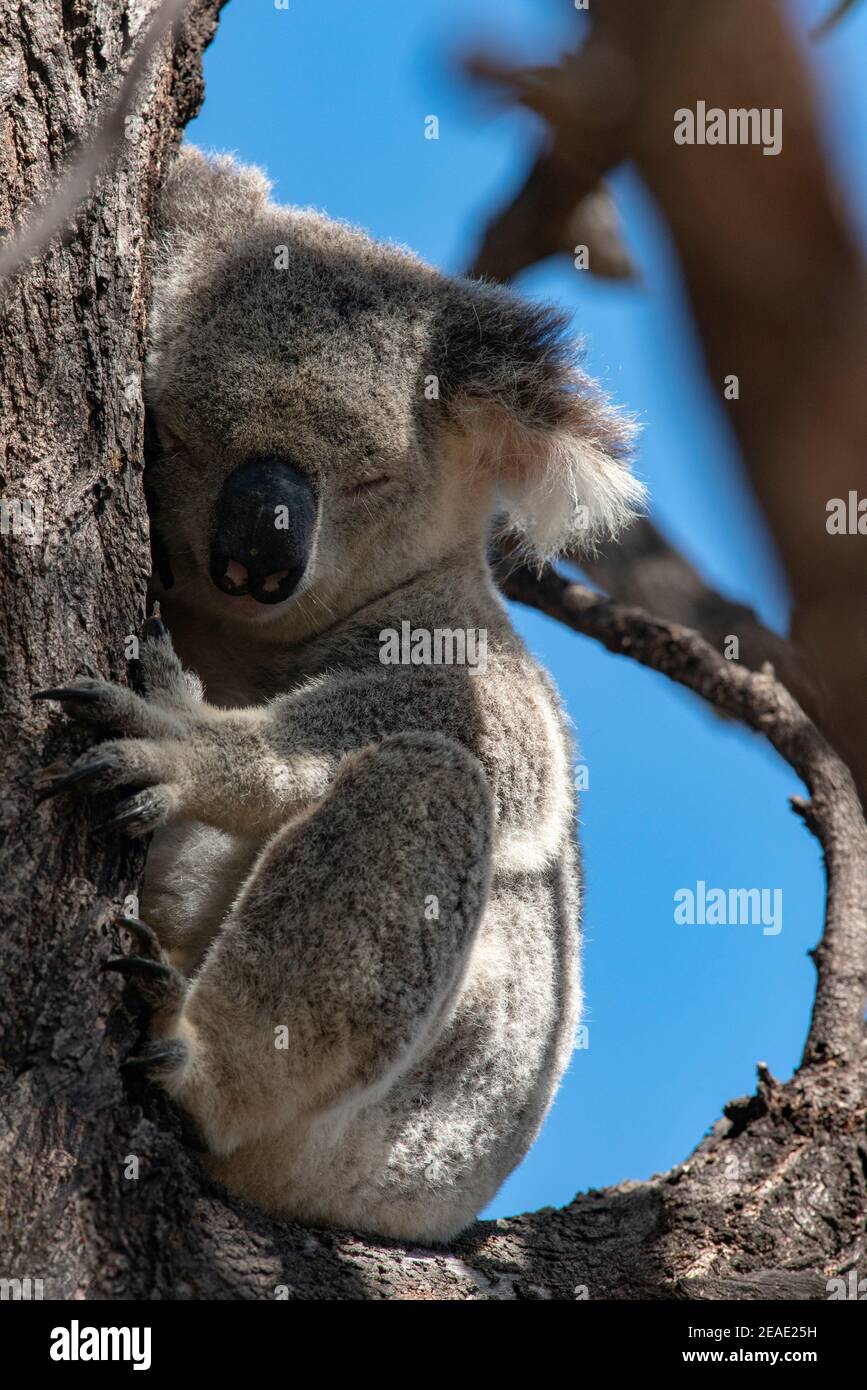 Cute Koala Wild in a Eucalyptus tree high up in Canopy of the forest ...
