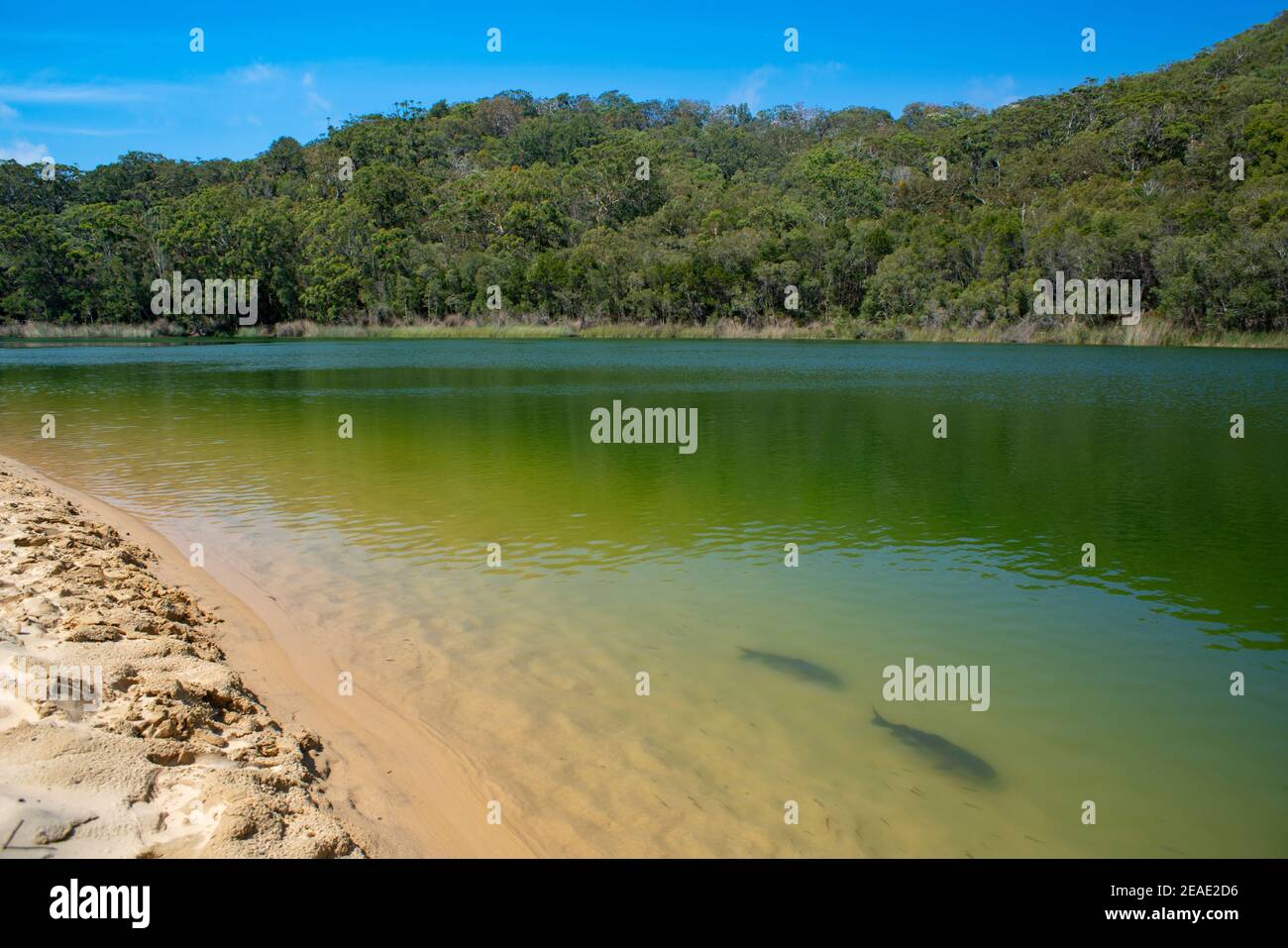 Lake Wabby on Great Sandy National Park Queensland Australia Stock ...