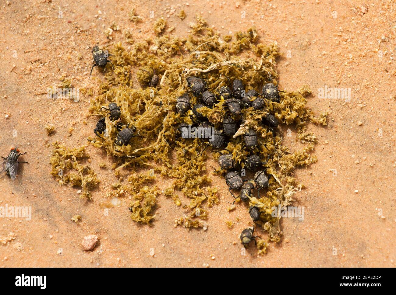 A large number of Spider Dung Beetles gather on fresh hippo dung. A ...