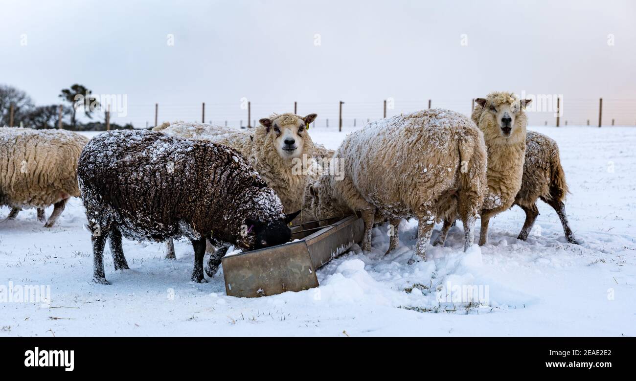 East Lothian, Scotland, United Kingdom, 9th February 2021. UK Weather ...