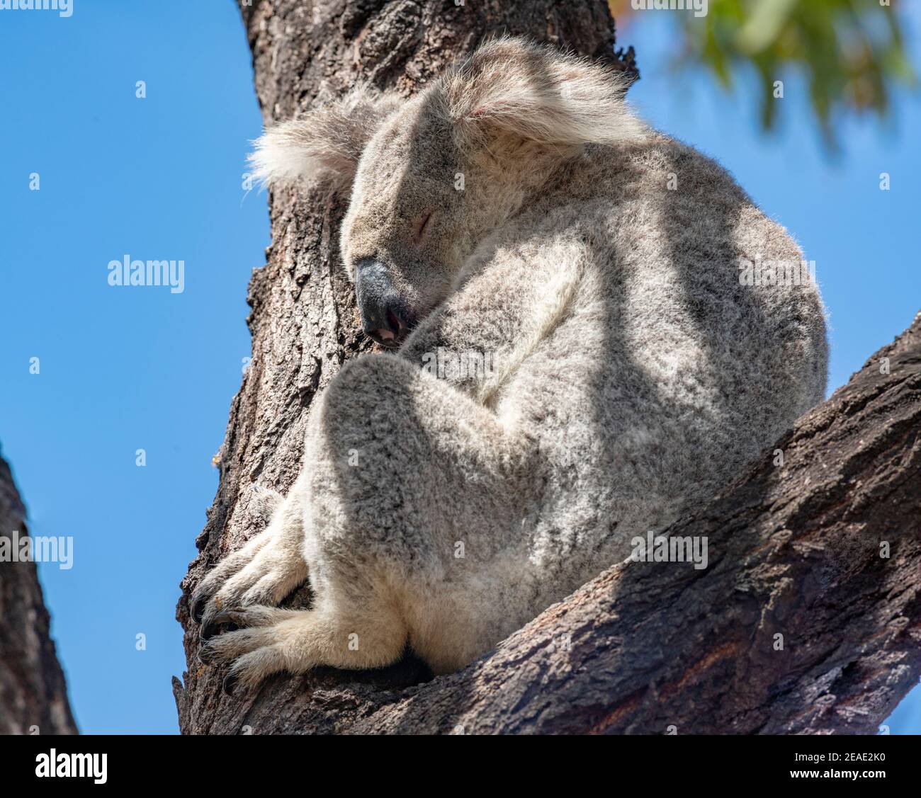 Cute Koala Wild in a Eucalyptus tree high up in Canopy of the forest ...