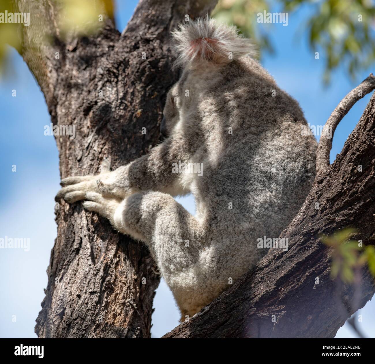 Koala hugging tree hi-res stock photography and images - Alamy