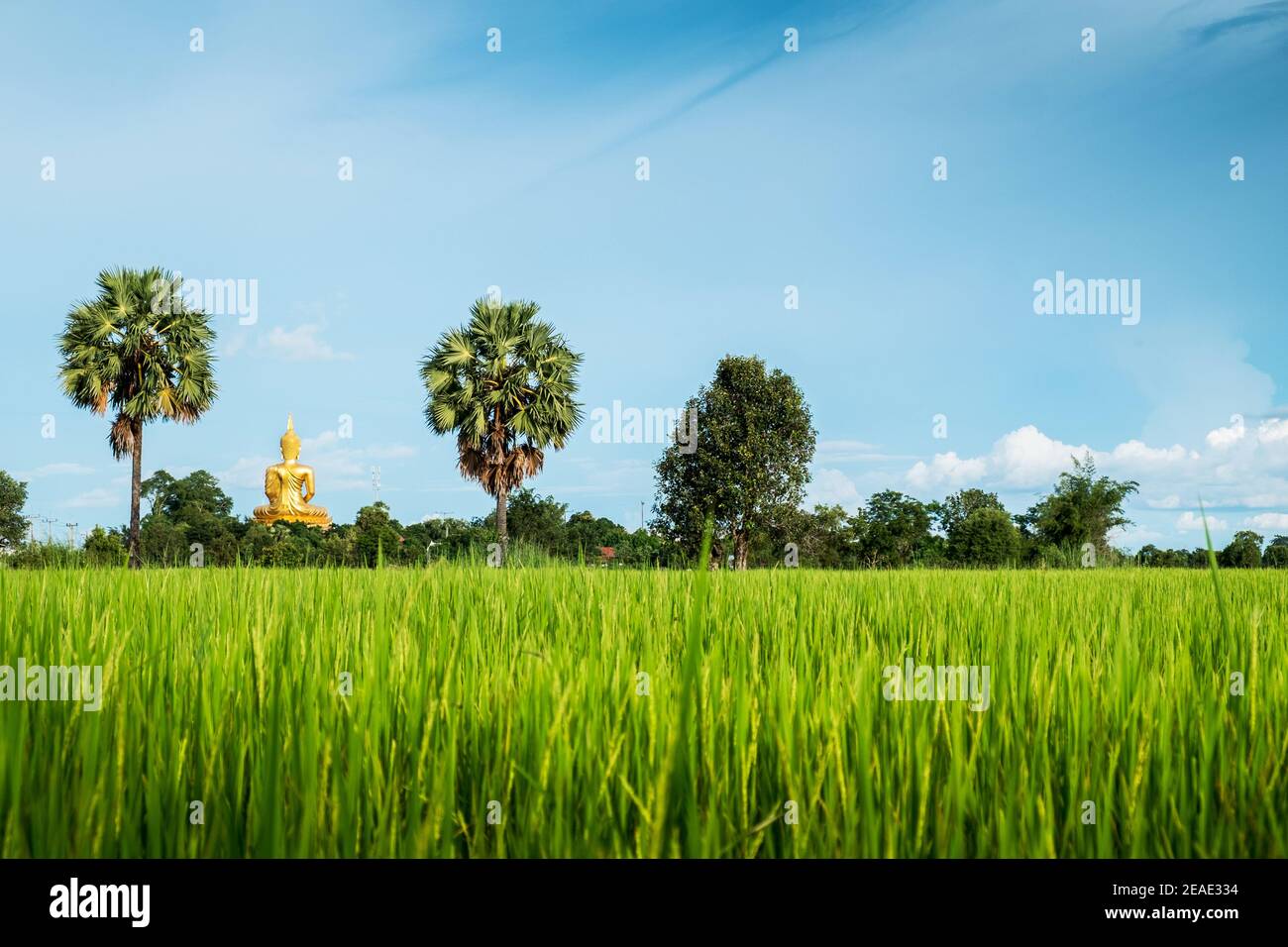 Big rice field hi-res stock photography and images - Alamy