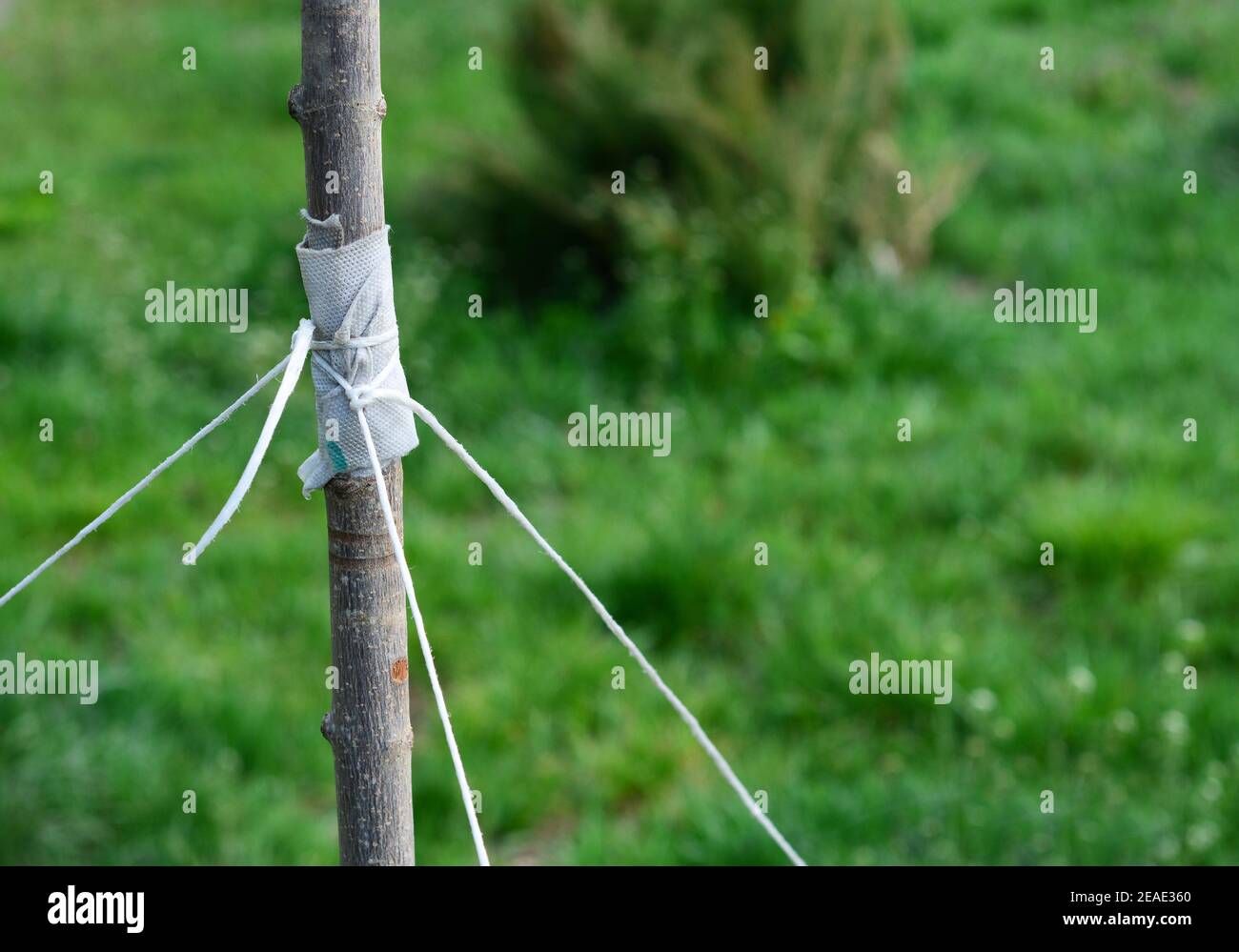 A close-up on tying a young tree with string with a risk to damage bark ...
