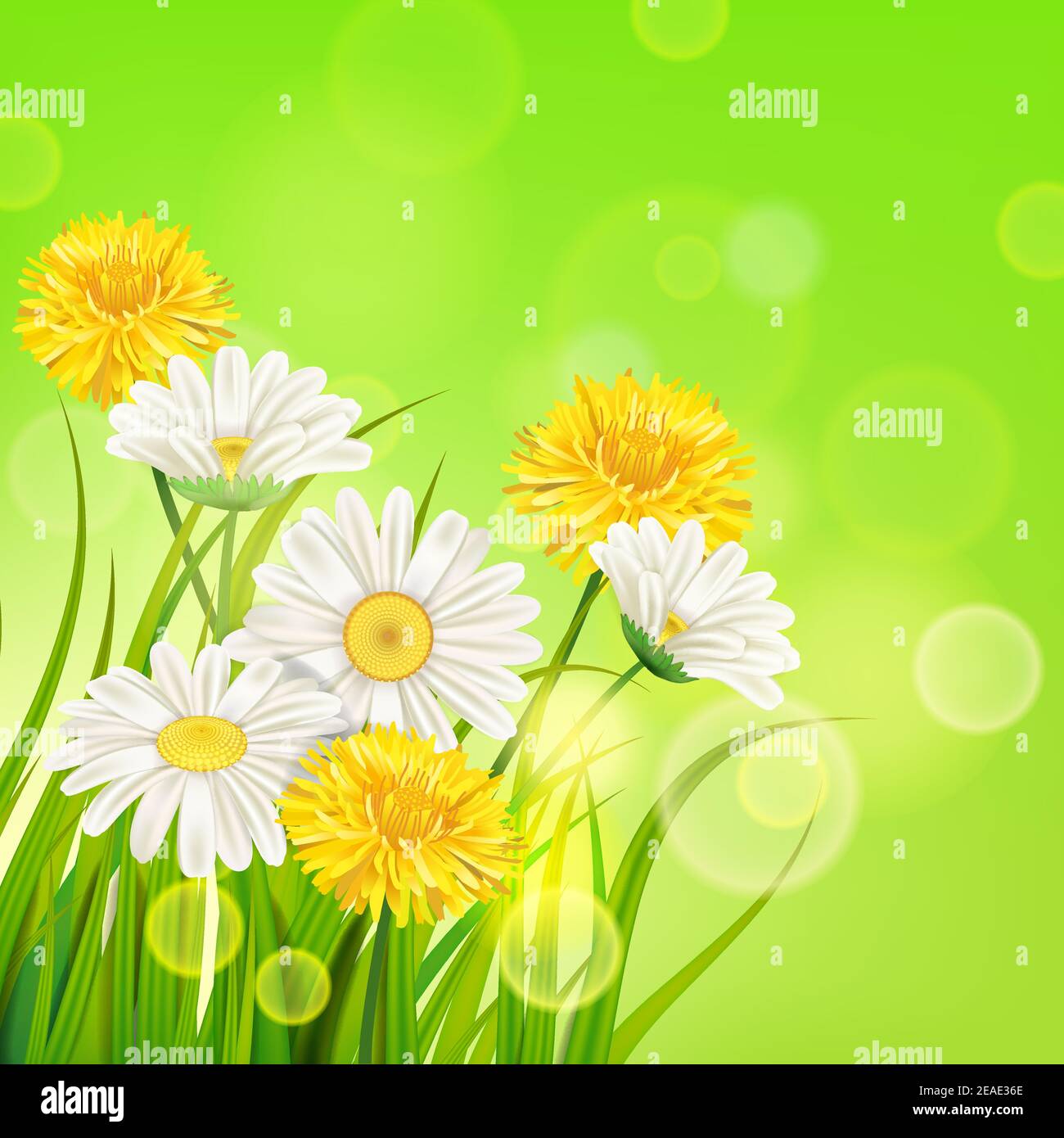 Spring daisies and dandelions background fresh green grass, pleasant ...