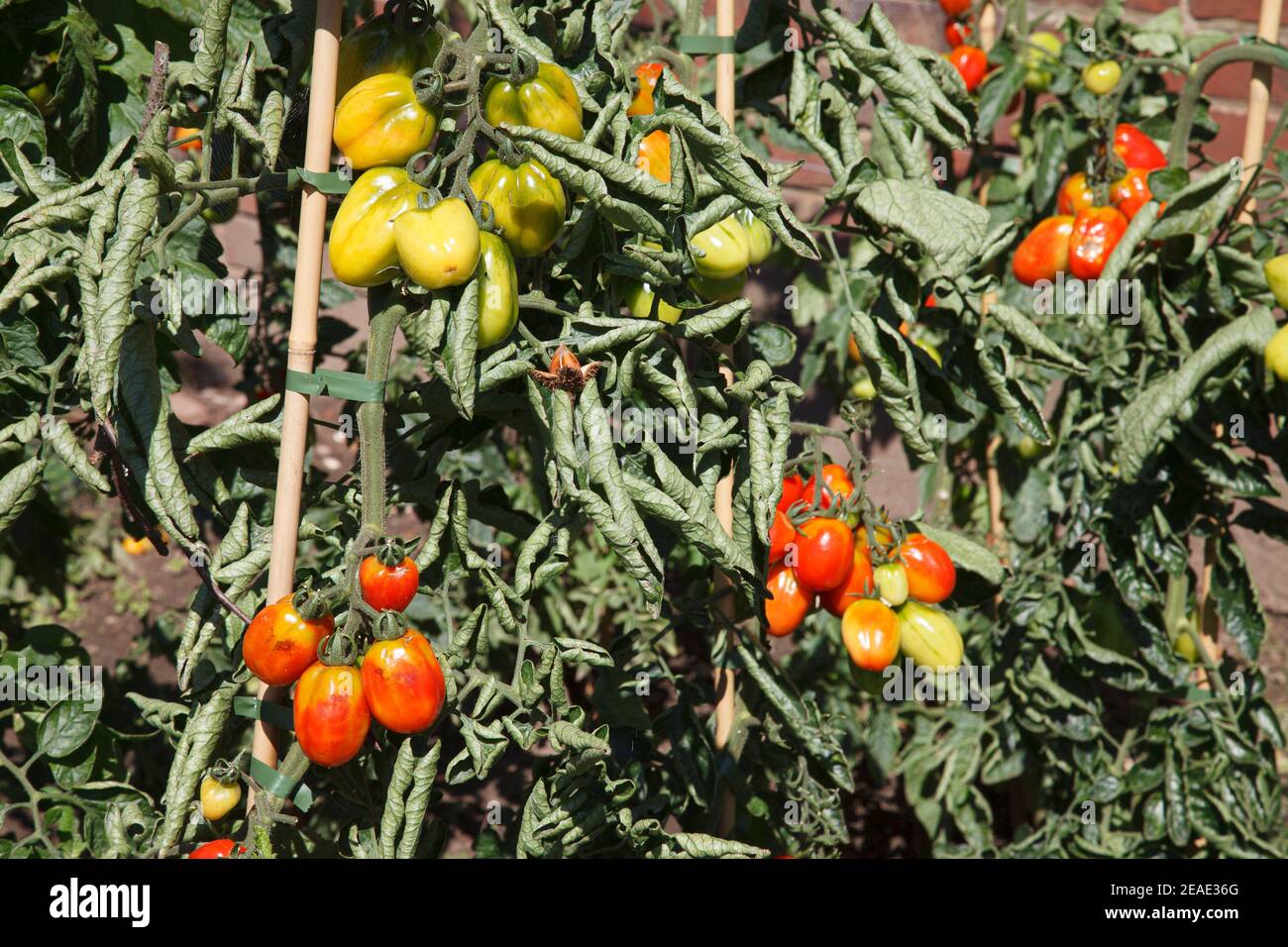 Tomato 'San Marzano' at Winterbourne Botanic Garden and Glasshouses, August Stock Photo - Alamy