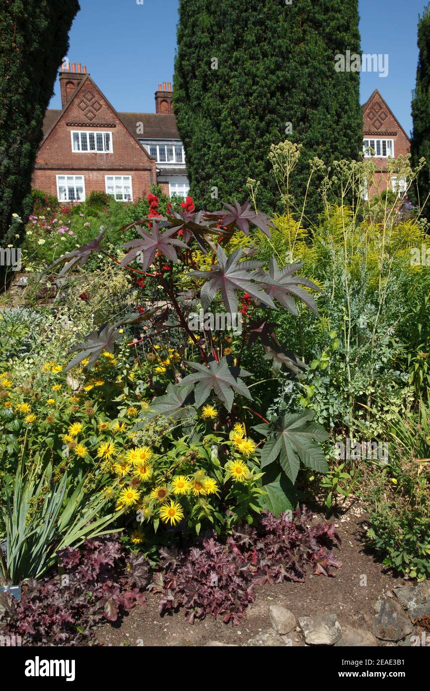 Ricinis communis - Castor Oil plant - at Winterbourne Botanic Garden ...