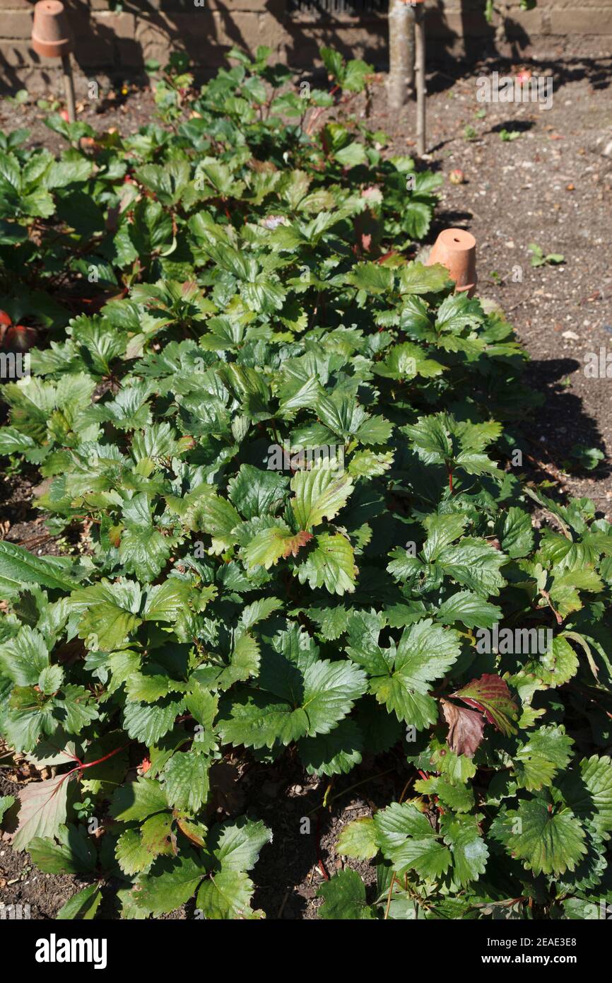 Strawberry 'Malling Centenary' at Winterbourne Botanic Garden and ...