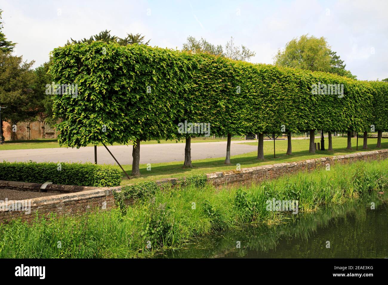 Pleached hi-res stock photography and images - Alamy
