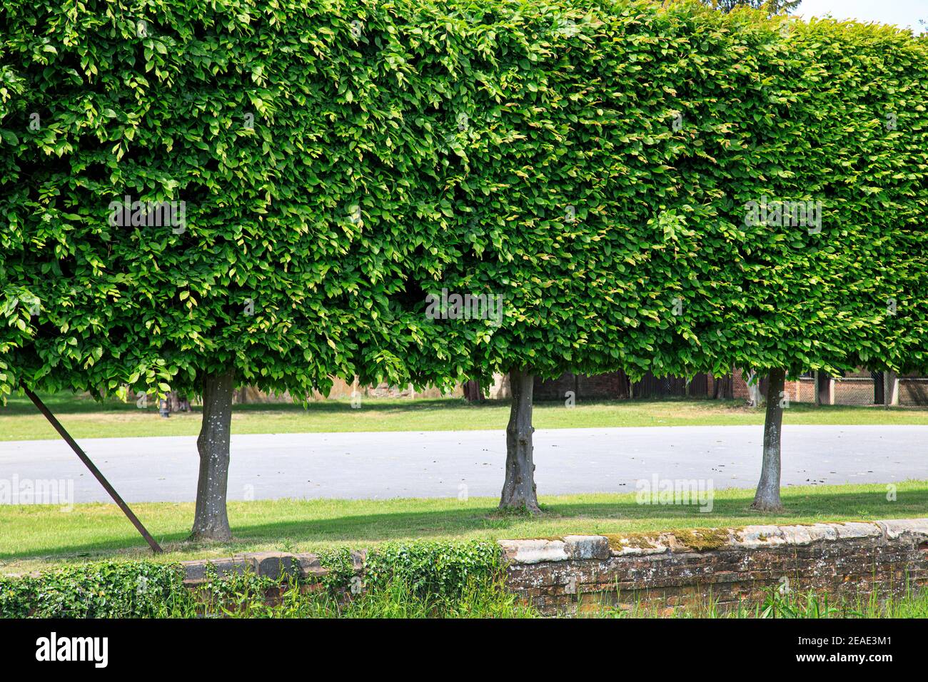 Pleached hi-res stock photography and images - Alamy
