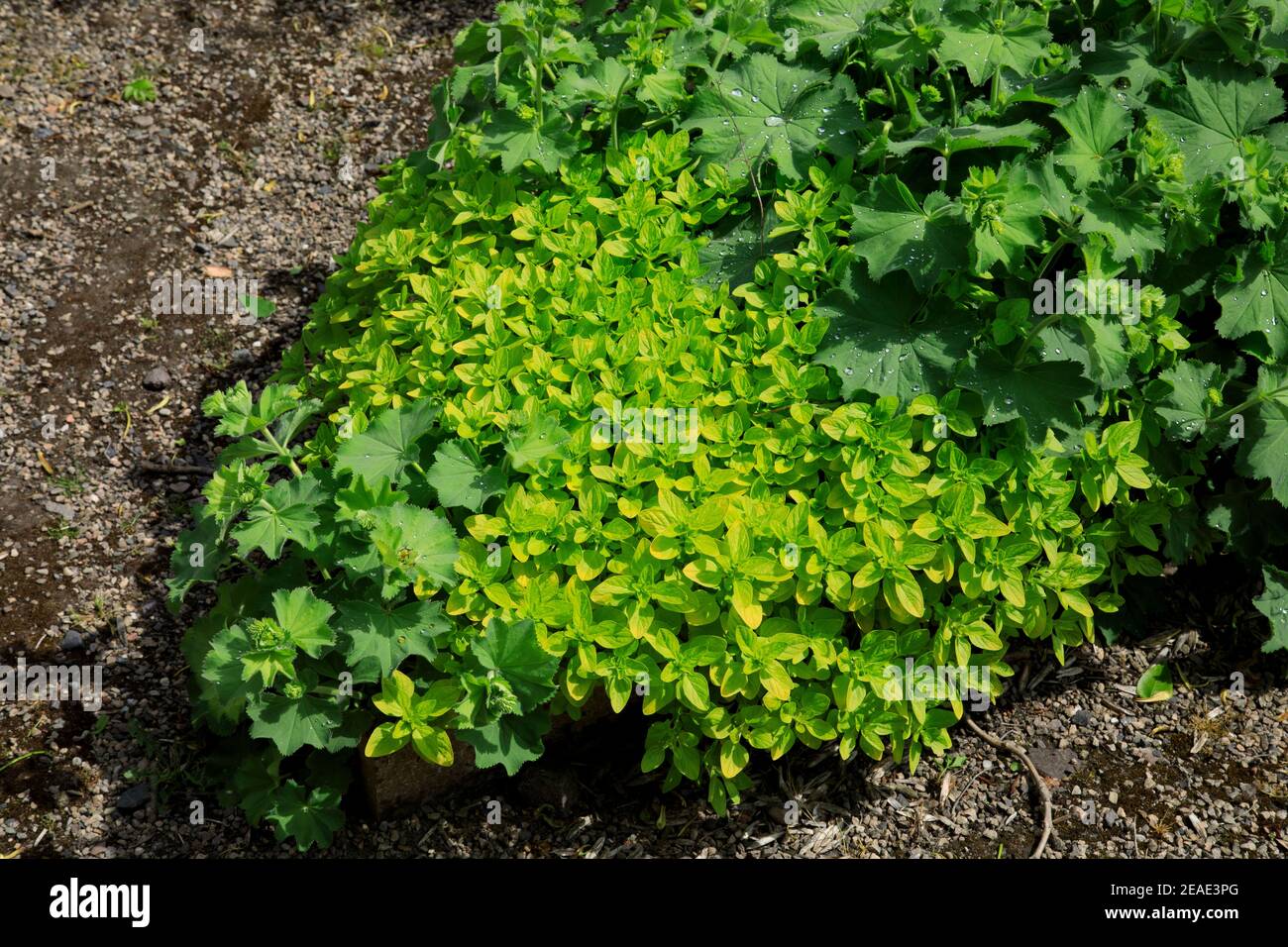 Middleton Hall Garden High Resolution Stock Photography and Images - Alamy