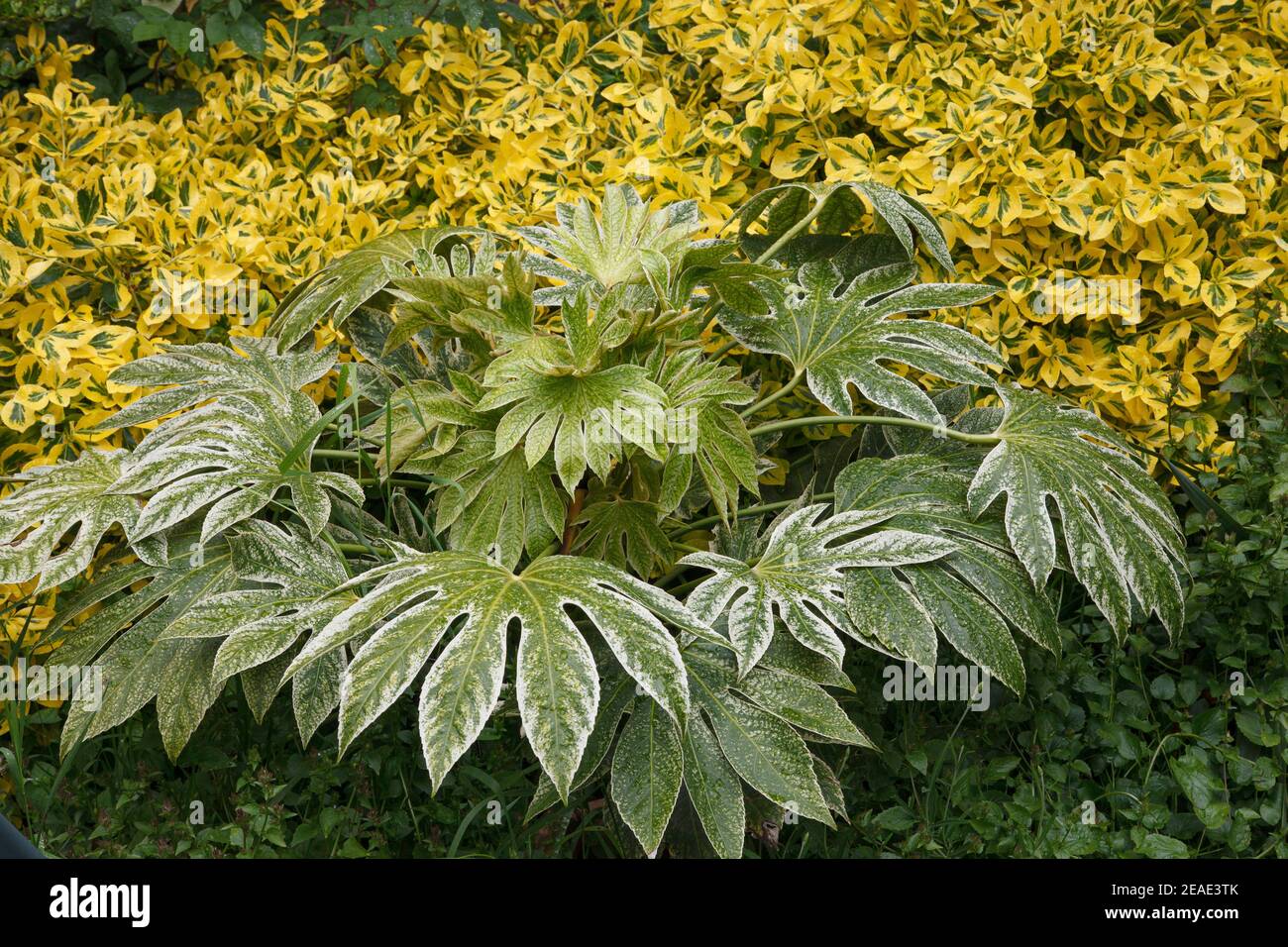 Fatsia japonica 'Spider's Web' at Pure Land Japanese Meditation Garden ...