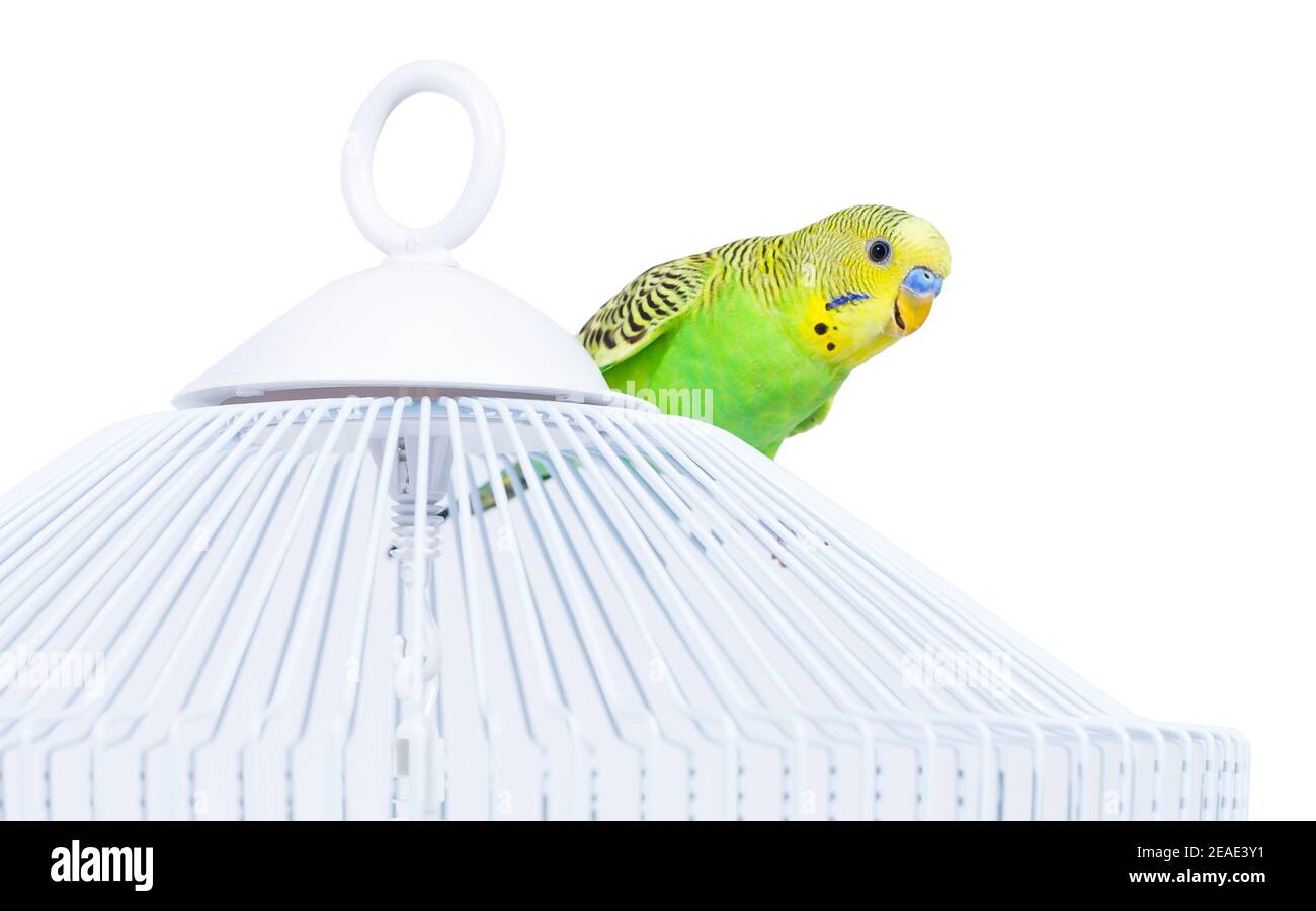 Curious parrot standing freely on top of it's cage looking at you Stock ...