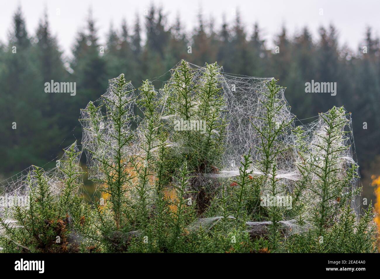 Spiders cobwebs hi-res stock photography and images - Alamy