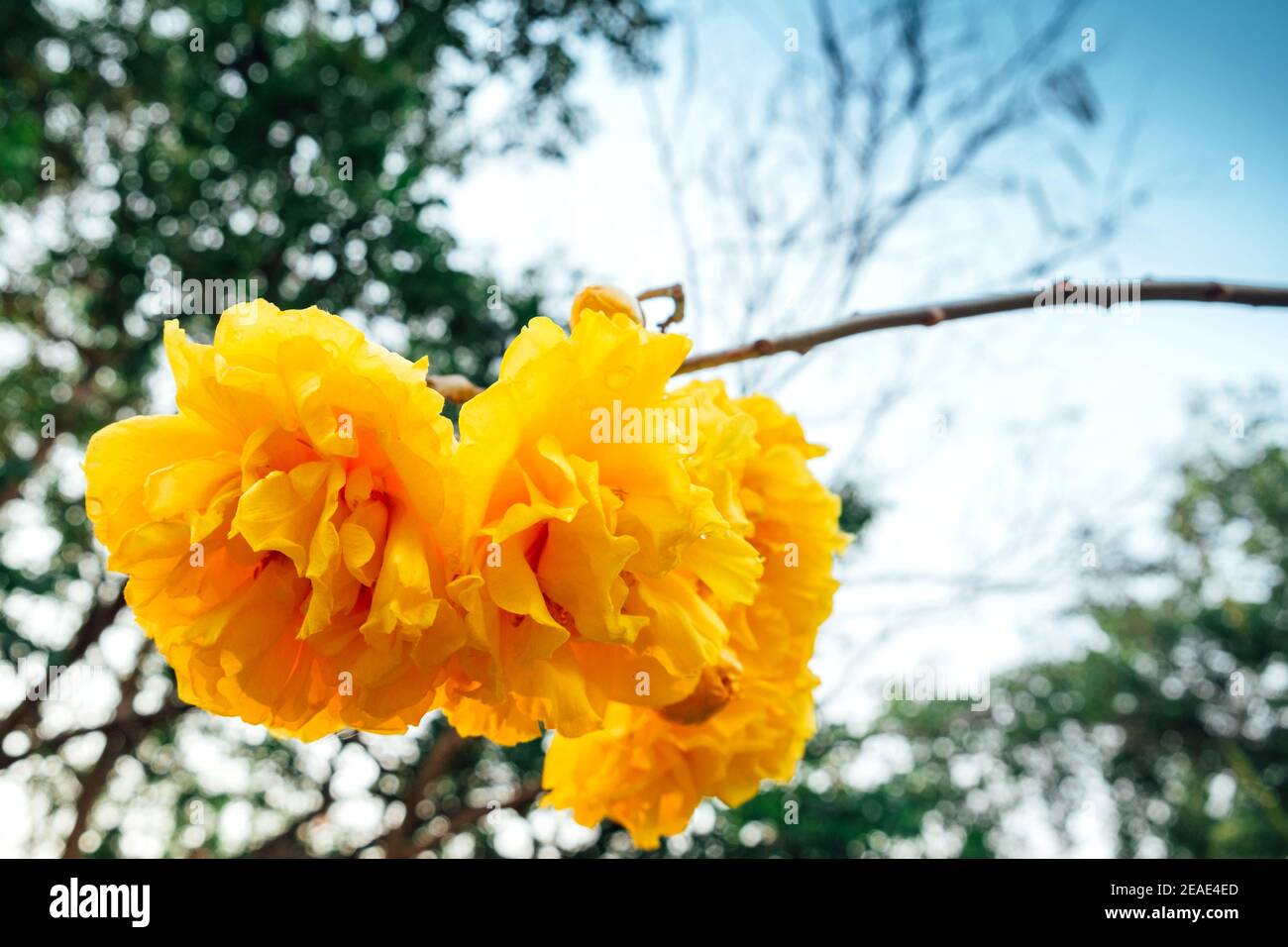 Cochlospermum regium,yellow cotton tree(suphannika:Thai) flower ...
