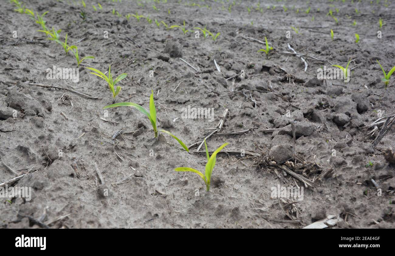 Planting and growing agriculture corn on dry poor soil during drought ...