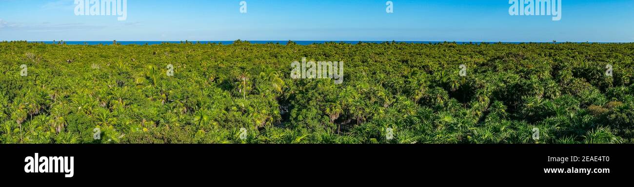 Sian plant hi-res stock photography and images - Alamy