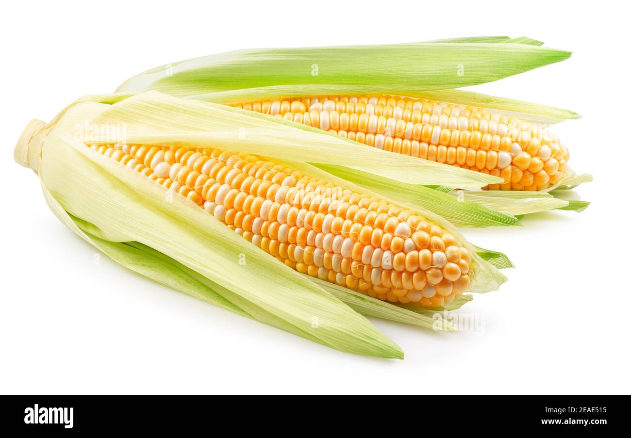 corn ears isolated on a white background Stock Photo - Alamy