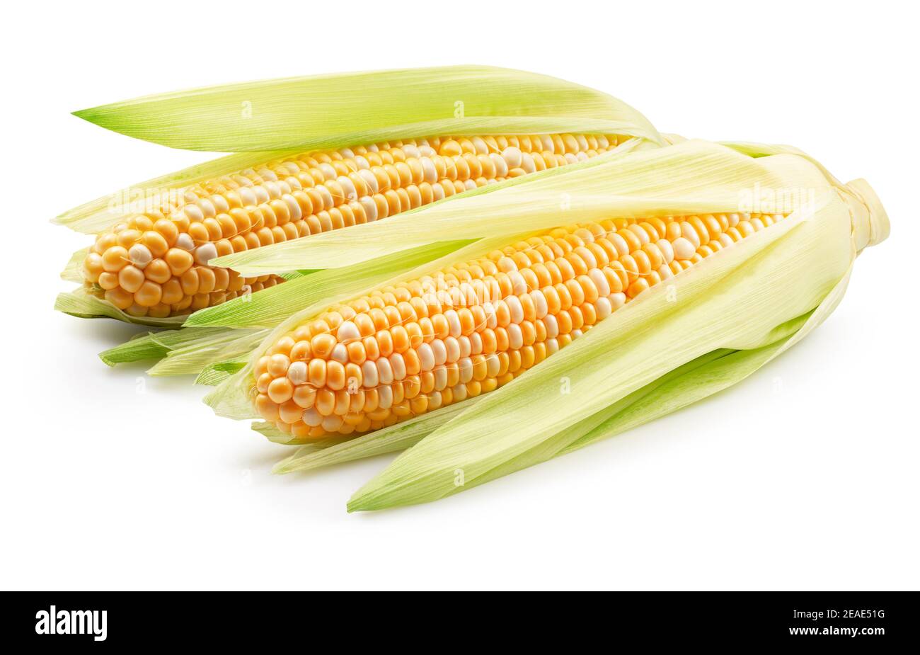 corn ears isolated on a white background Stock Photo - Alamy
