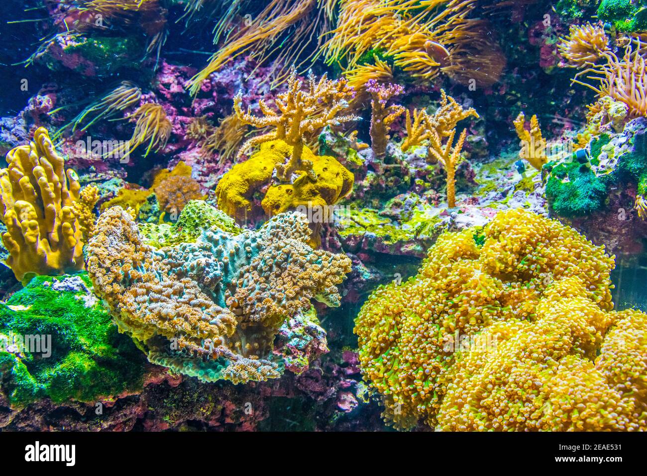 aquarium inside of the oceanographic museum in Monaco Stock Photo - Alamy