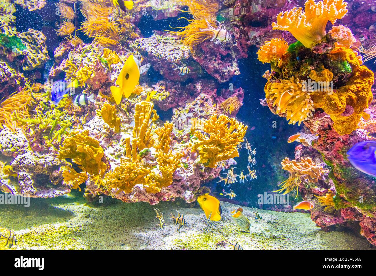 aquarium inside of the oceanographic museum in Monaco Stock Photo - Alamy