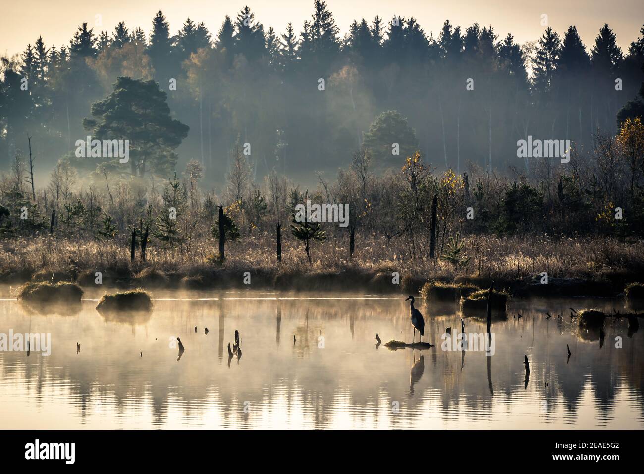 Foggy autumn morning at Schwenninger Moos in black forest in germany ...