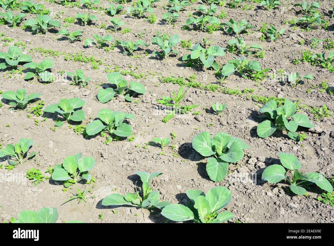 Cabbage seedlings planting and growing in the vegetable garden in ...