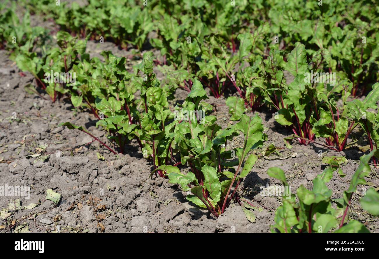 Growing and caring of young deep-red beet, beetroot plants in the ...