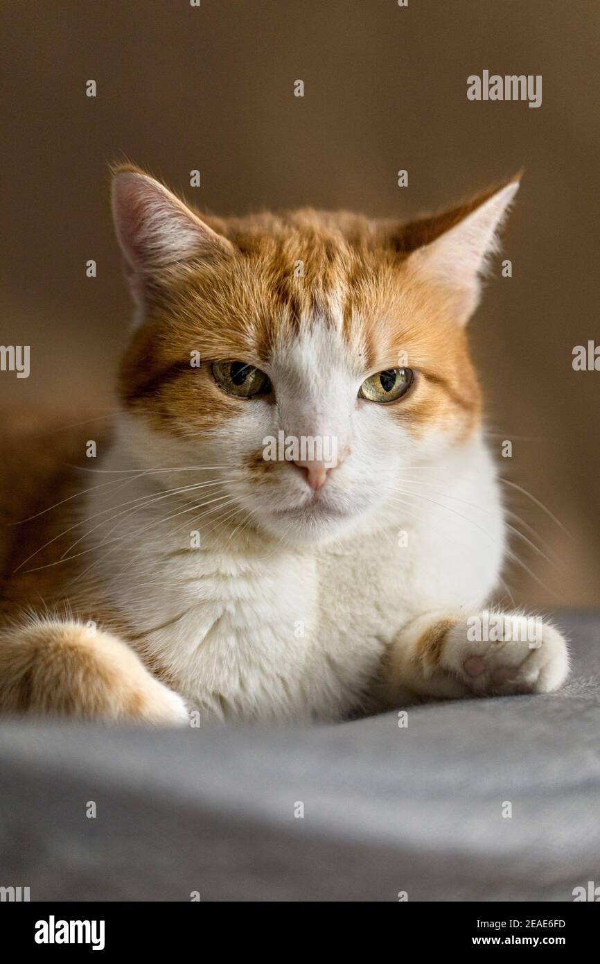 Happy cat hi-res stock photography and images - Alamy