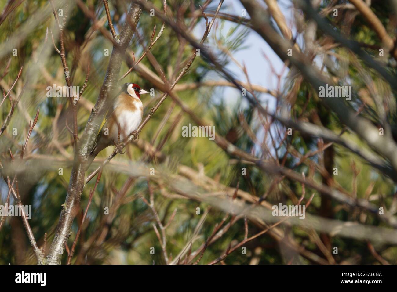 A Goldfinch grips tightly to an upright branch whilst surveying the ...