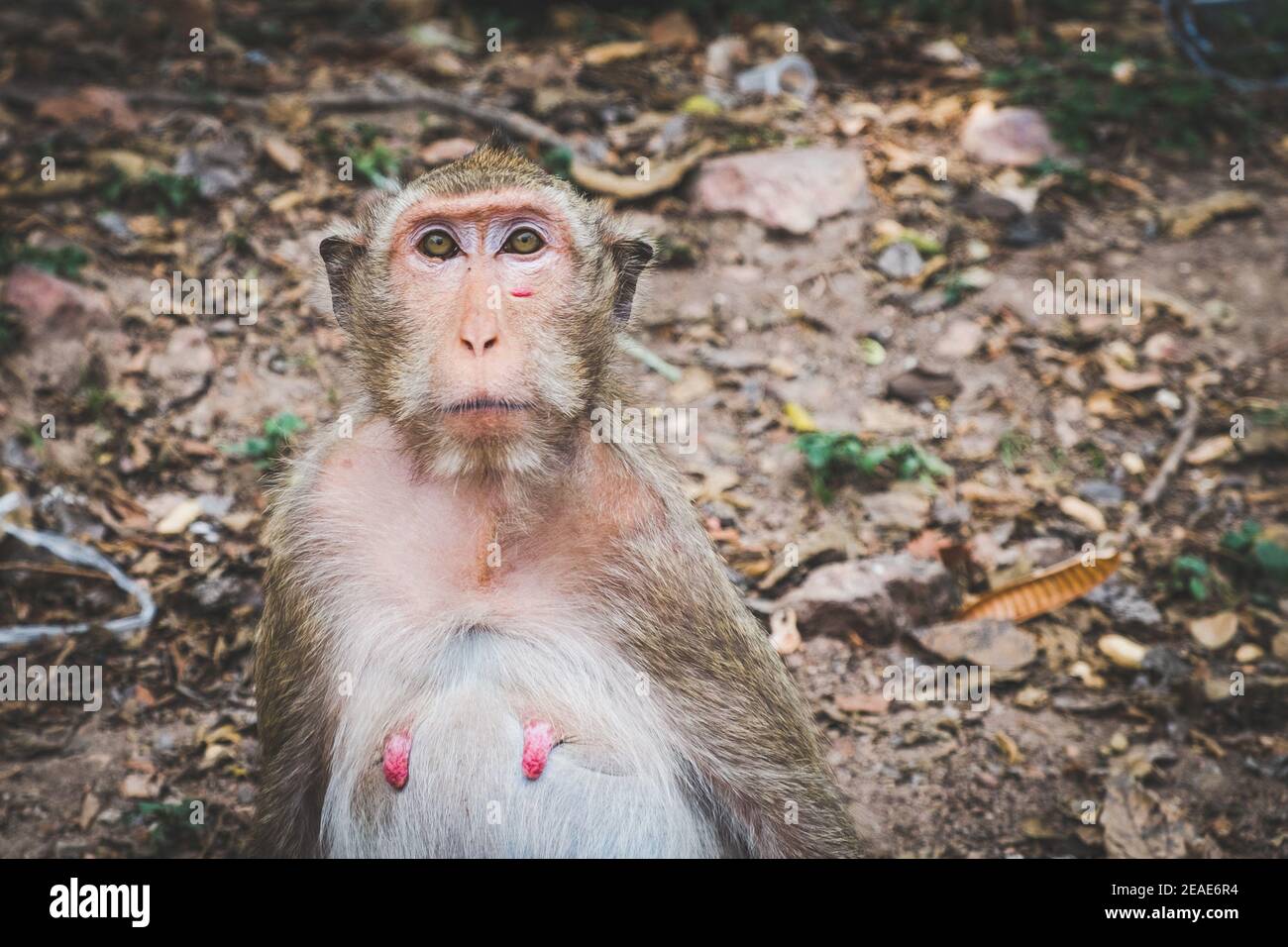 Female Long-tailed macaque monkey staring at photographer,Chonburi ...