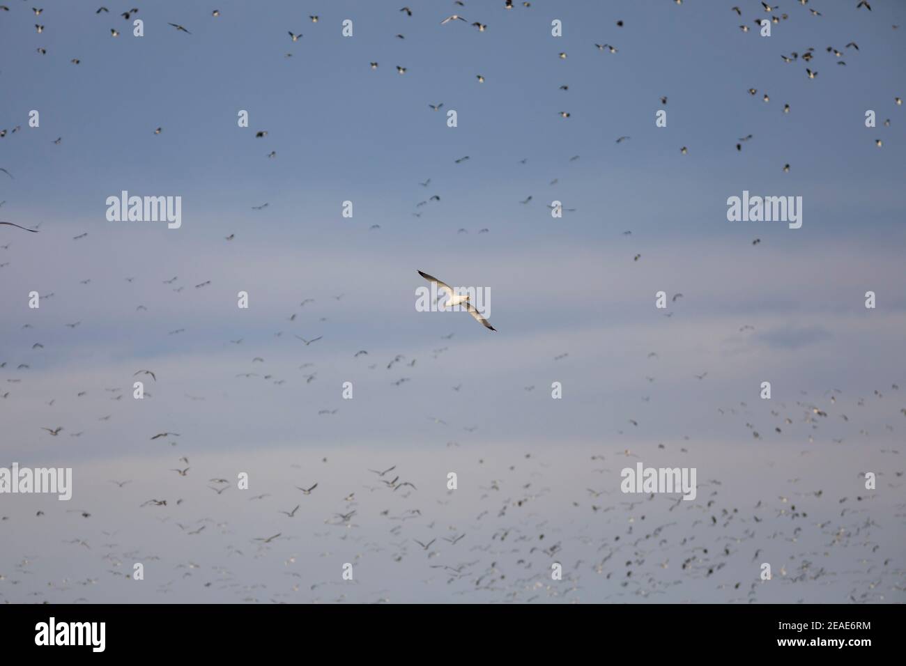 Lapwing in a winter sky hi-res stock photography and images - Alamy