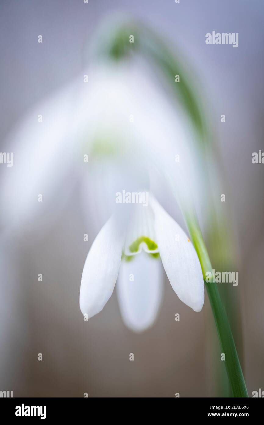 Snowdrop (Galanthus nivalis Stock Photo - Alamy