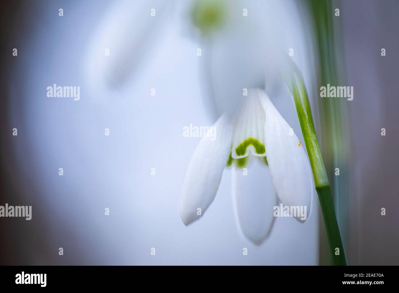 Snowdrop (Galanthus nivalis Stock Photo - Alamy