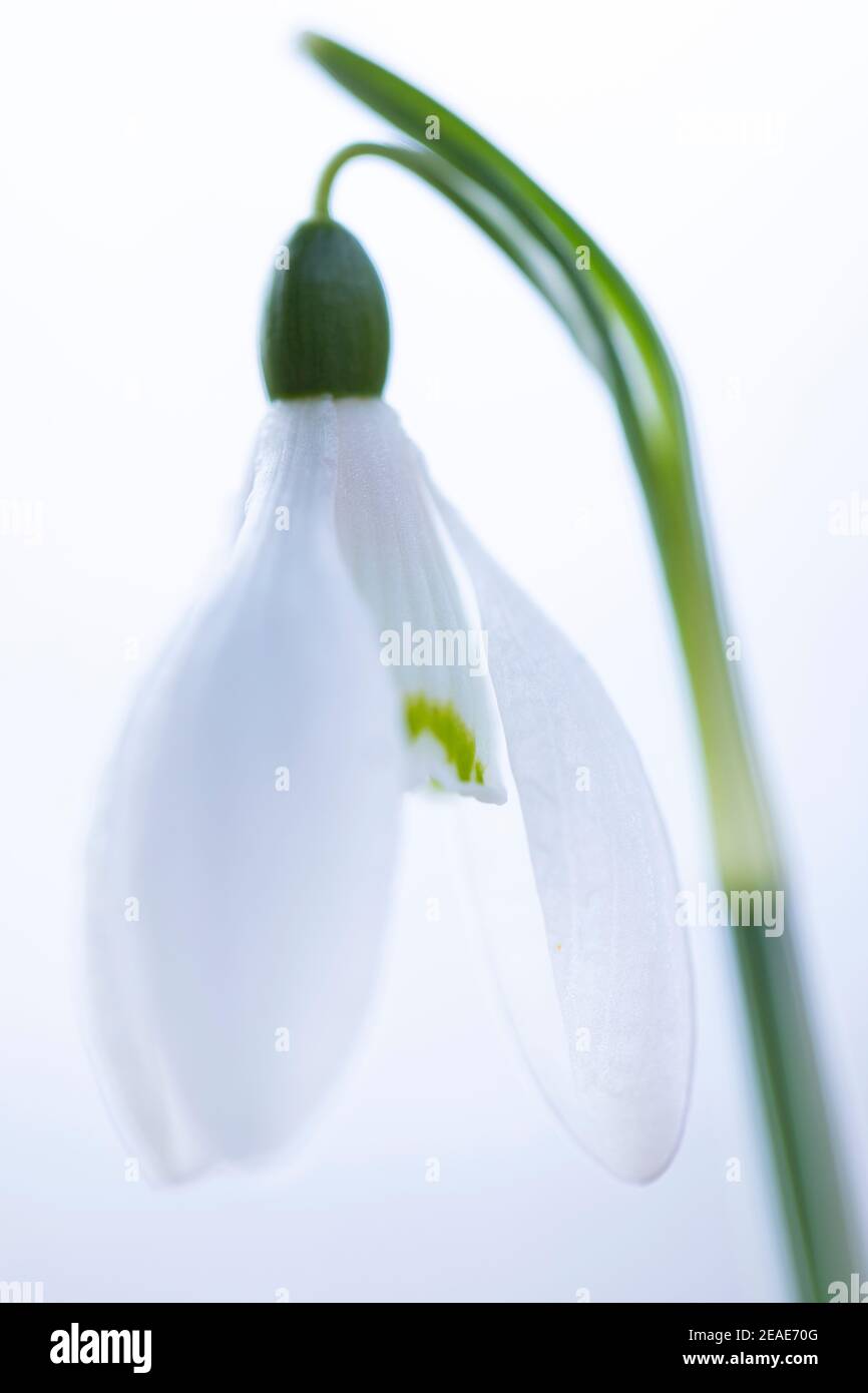 Snowdrop (Galanthus nivalis Stock Photo - Alamy