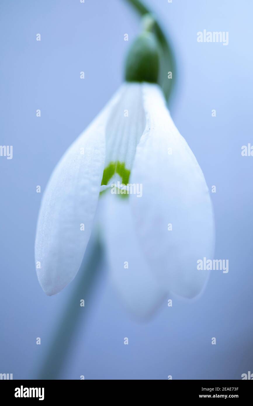Snowdrop (Galanthus nivalis Stock Photo - Alamy