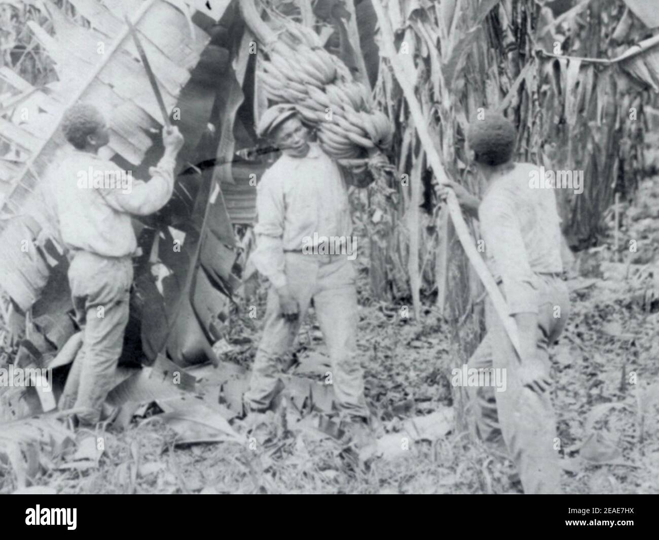 Vintage photograph of plantation workers cutting bananas from tree in ...