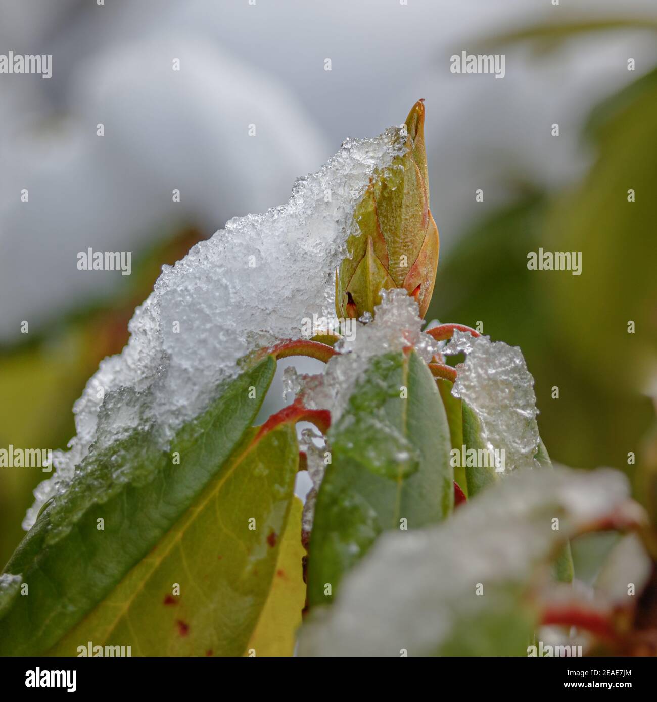 Snow fall on Rhododendron in the garden Stock Photo - Alamy
