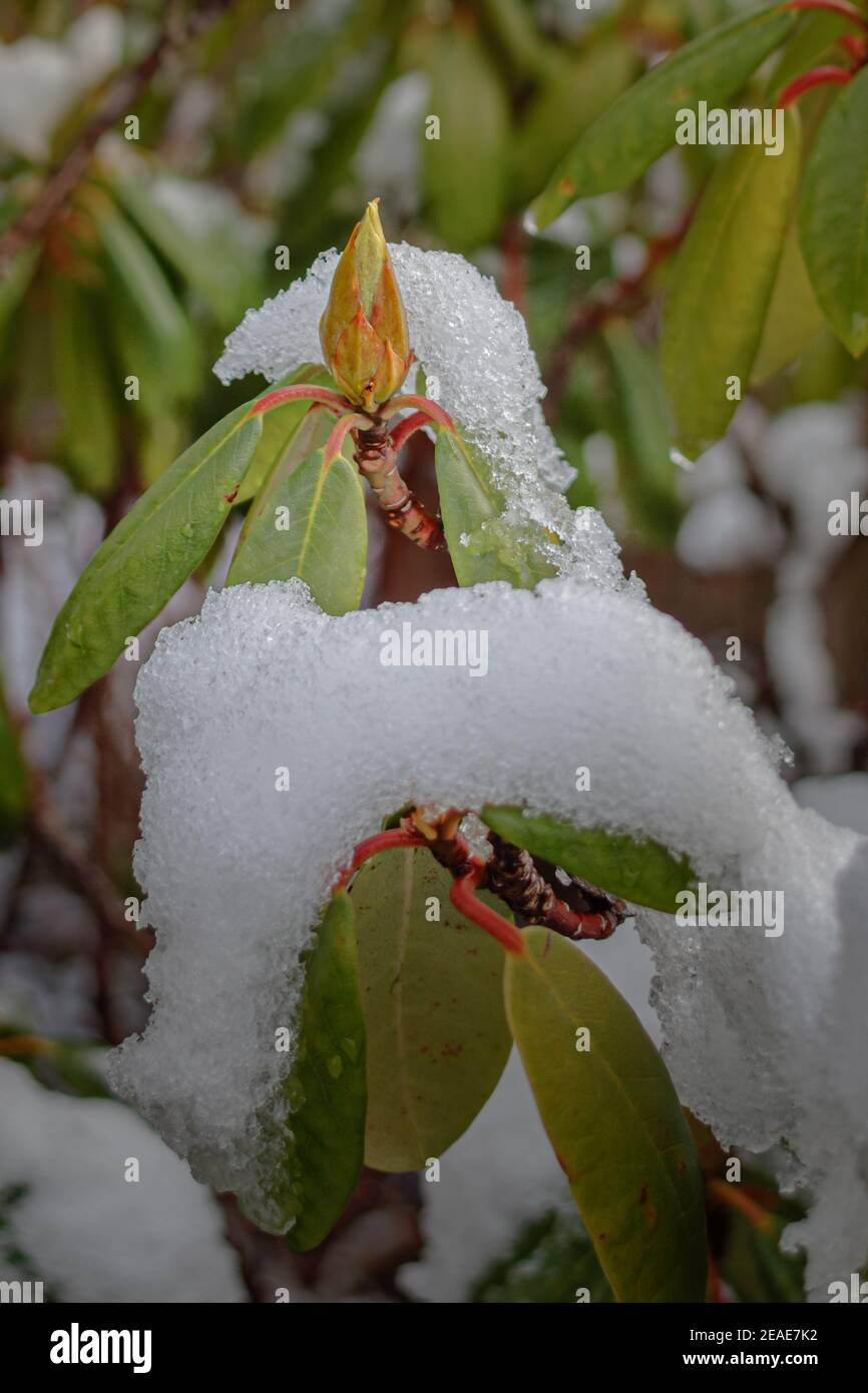Mature rhododendron hi-res stock photography and images - Alamy