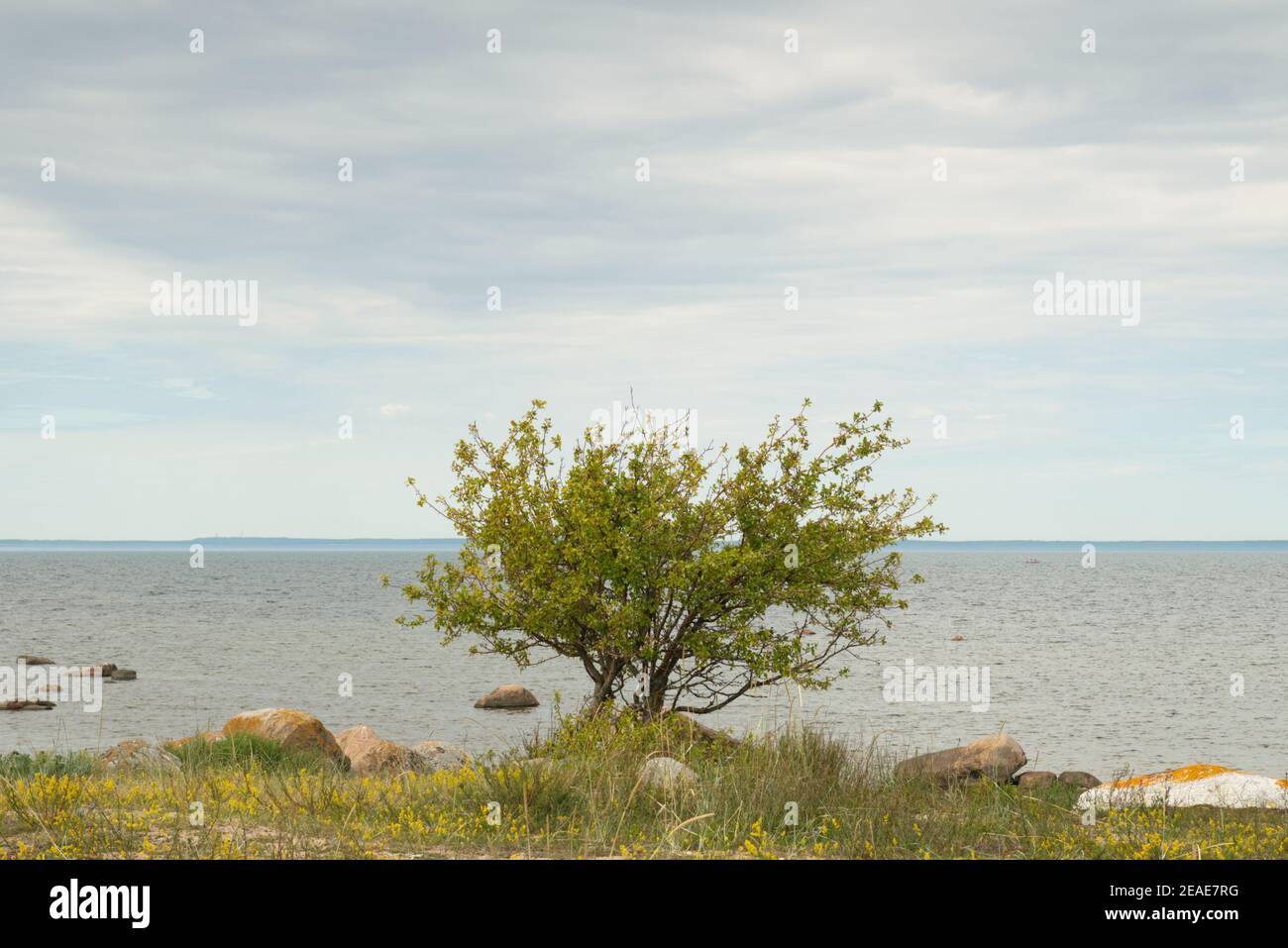 Tree at seashore of Baltic Sea, Hiiumaa, Estonia Stock Photo - Alamy