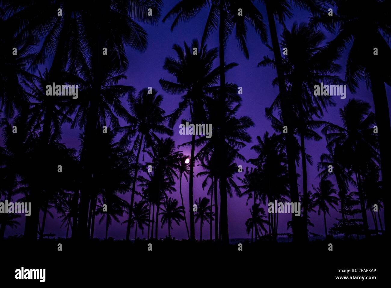 Amazing Sunset in a Coconut Palm Tree Plantation Beach in Siargao ...