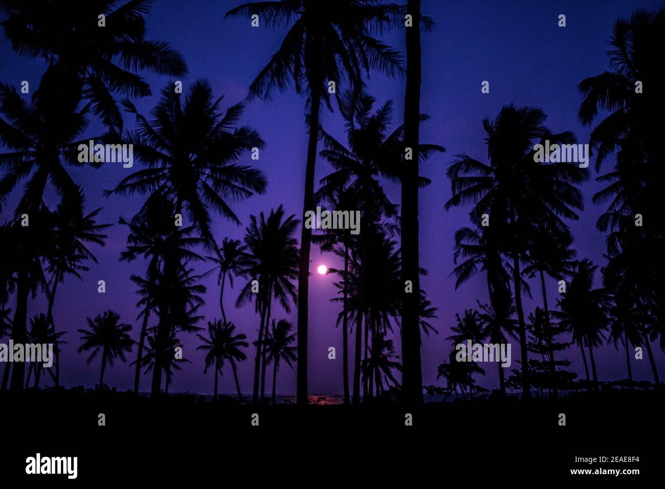 Amazing Sunset in a Coconut Palm Tree Plantation Beach in Siargao ...