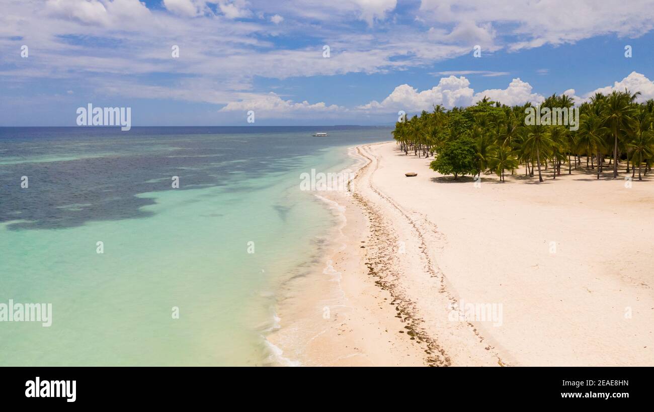 Aerial top view on sand beach,palm tree and ocean. Sandy beach and ...