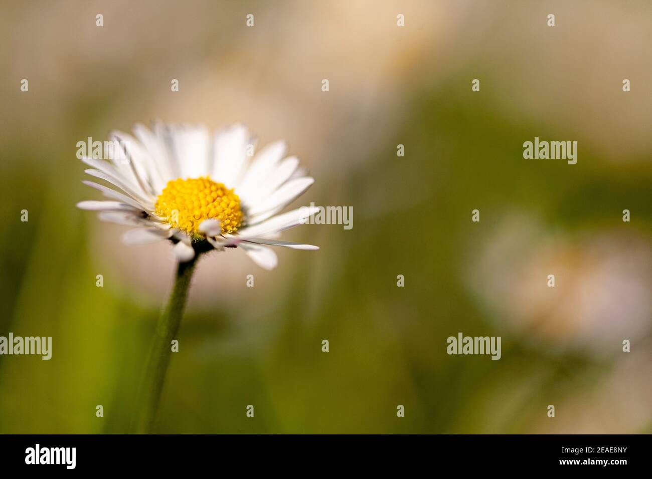 Common daisy Bellis perennis Stock Photo - Alamy