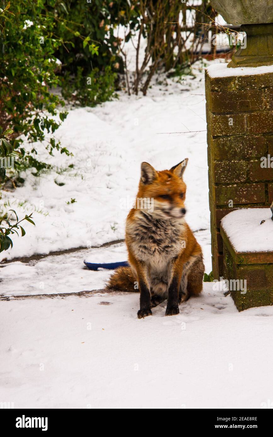 A red fox in an urban garden Stock Photo - Alamy