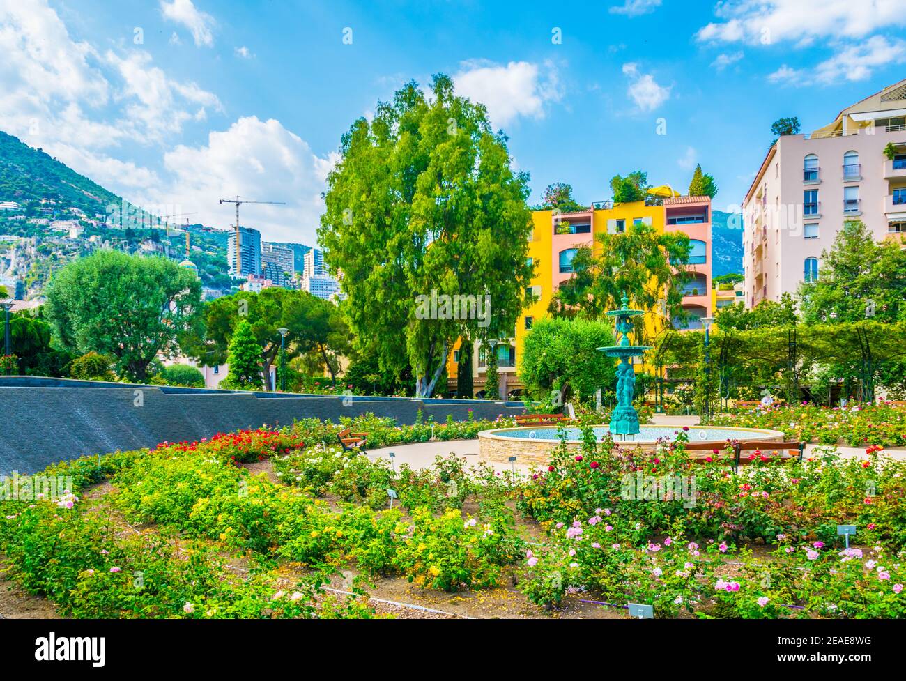 Grace kelly rose hi-res stock photography and images - Alamy