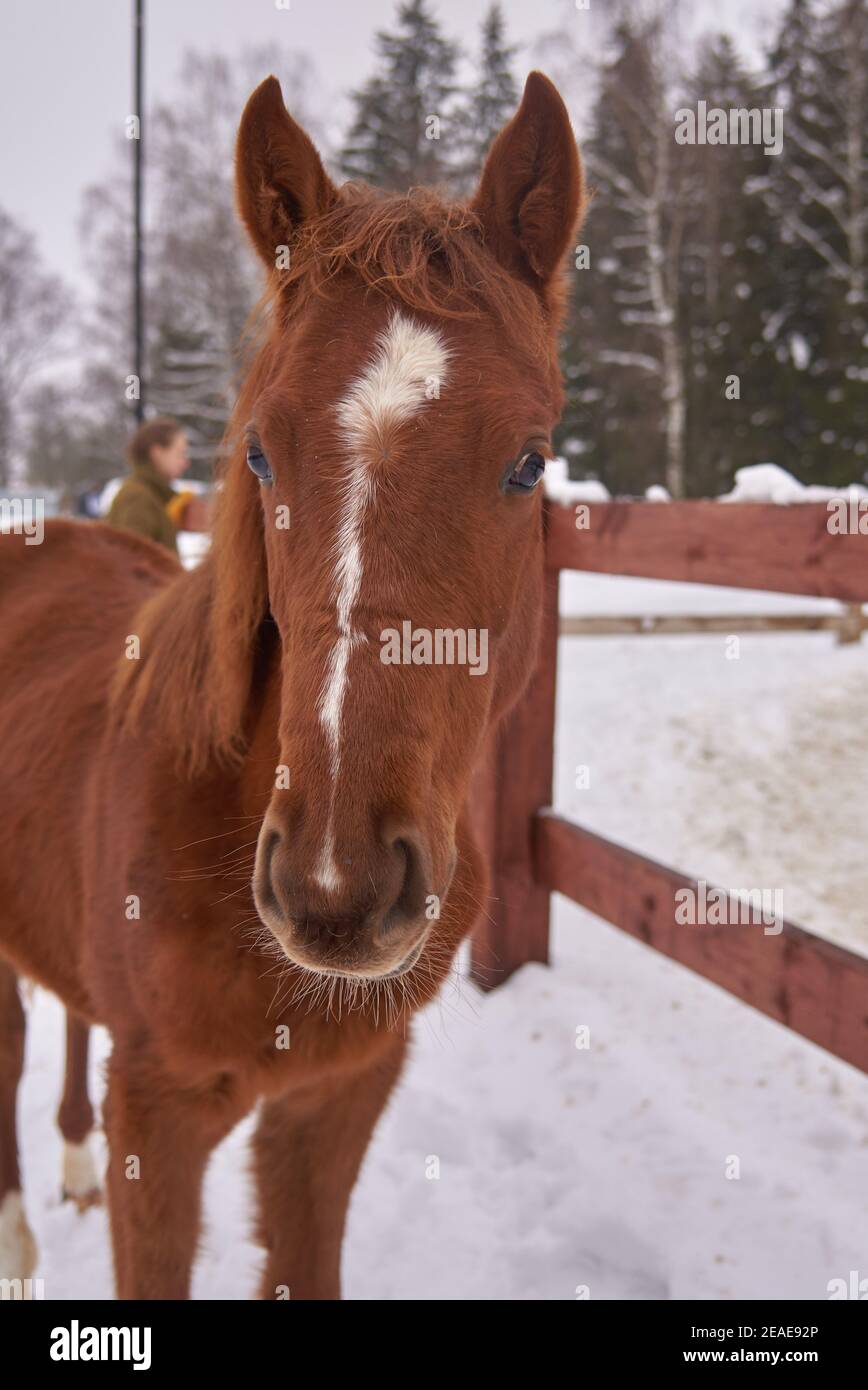 Portrait of a brown colt with a white stripe on the muzzle Stock Photo ...
