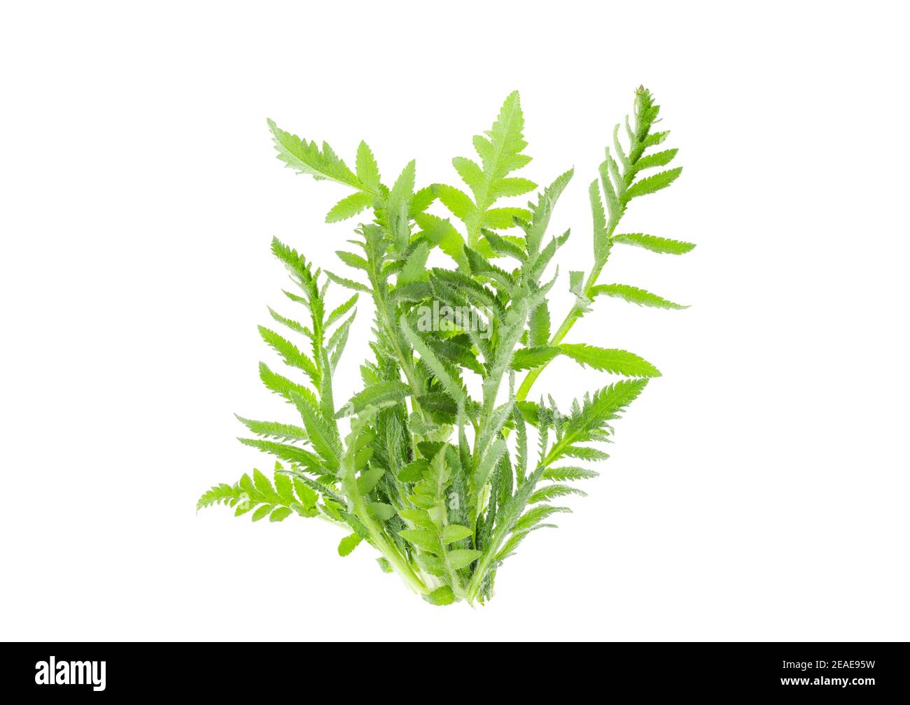 Carved green leaves of garden poppy on white background. Studio Photo ...