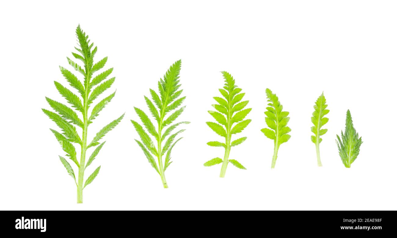 Carved green leaves of garden poppy on white background. Studio Photo ...