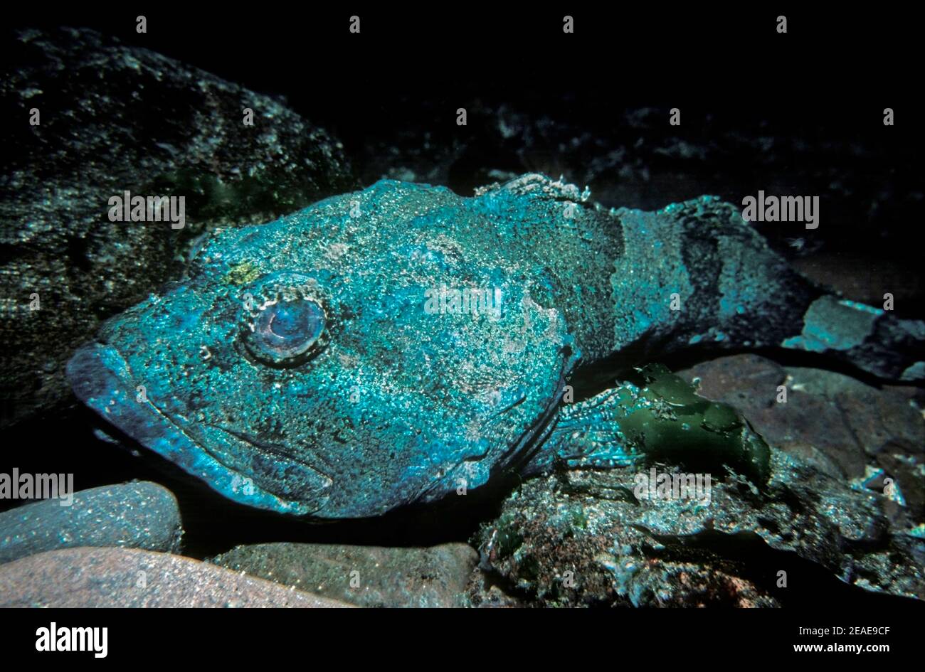Short spined scorpion fish hi-res stock photography and images - Alamy